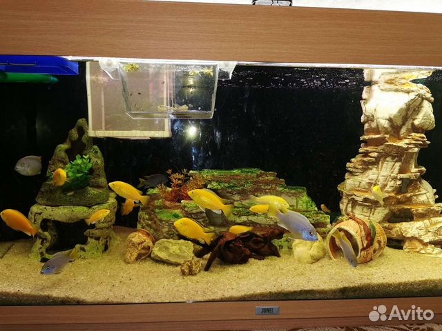 Цихлиды Лабидохромис еллоу