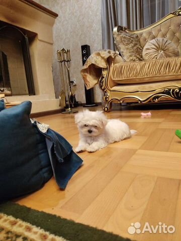 Мальтезе девочка