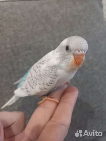 Птенец волнистого попугая самка