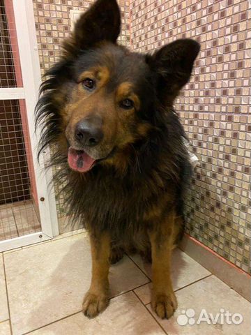 Замечательный, добрейший пёсик в добрые руки