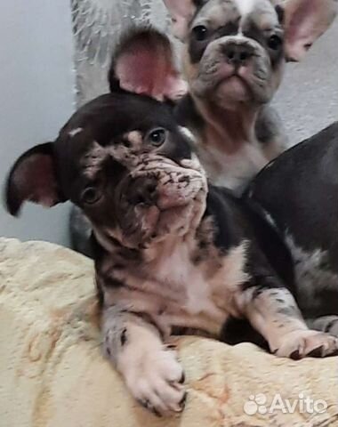 Щоколадный французский бульдог