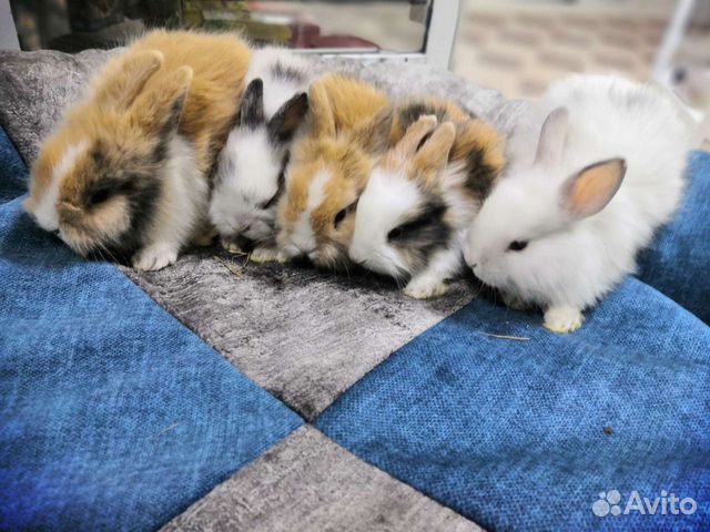 Декоративные кролики