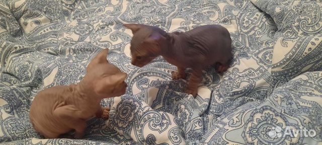 Канадский сфинкс