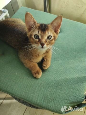 Абиссинская кошка