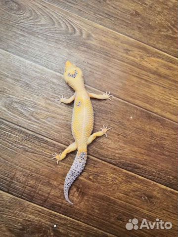 Эублефар морфы Танжерин Энигма эклипс