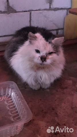 Котики бесплатно