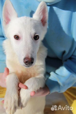 Щенок Каспер 5 месяцев в добрые руки