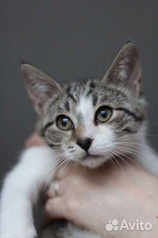 Котенок Палома