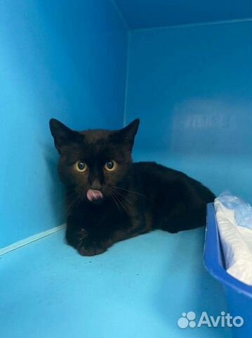 Черная кошечка Синди в дар
