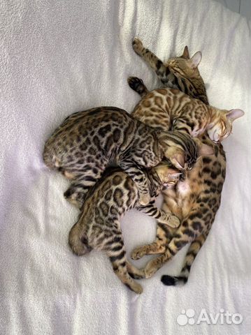 Замурчательные котята