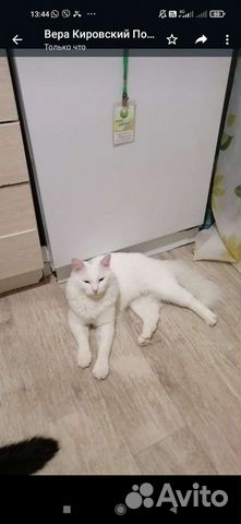 Котик метис в дар