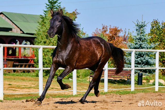 Вороная кобыла