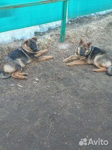 Щенки немецкой овчарки бесплатно