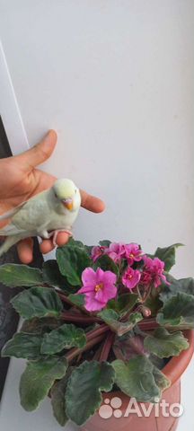 Волнистый попугай ручной