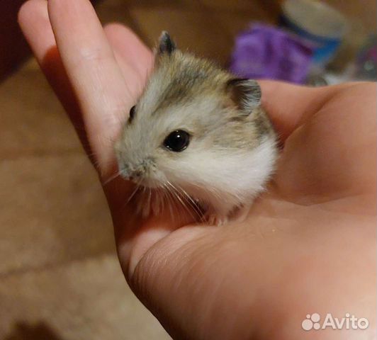 Джунгарский хомяк