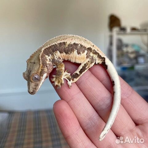 Реснитчатый бананоед Lilly White