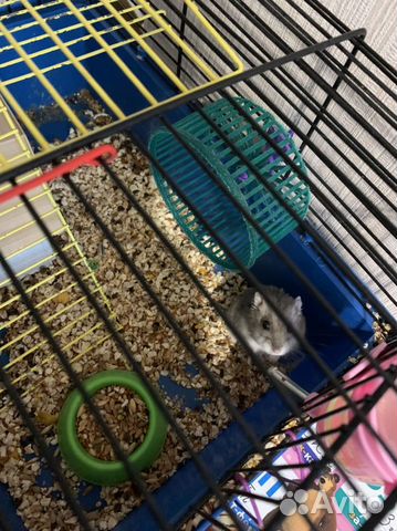 Хомяк с клеткой бесплатно