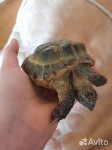 Черепаха сухопутная в добрые руки