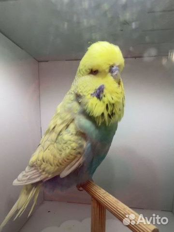 Выставочные волнистые попугаи (чехи)