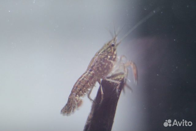 Аквариумные раки