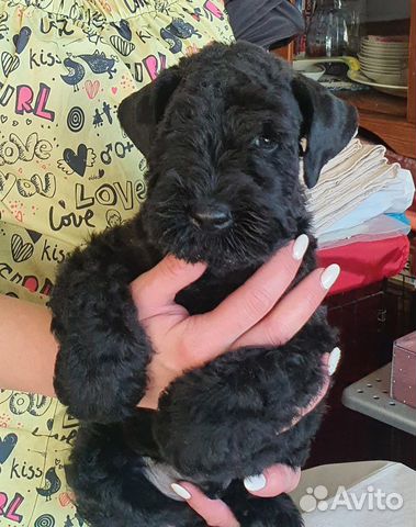 Щенки керри блю терьер