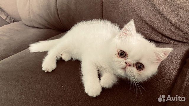 Кошка экзот