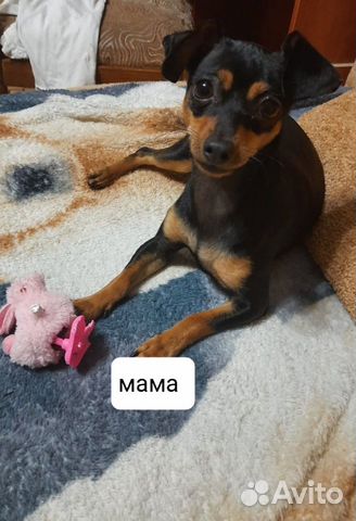 Два щенка в папу, щипцы, два в маму пинчеры