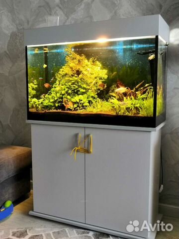 Аквариумные рыбки и растения