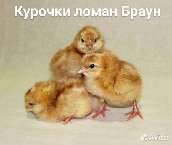 Курочки ломан Браун сортировка