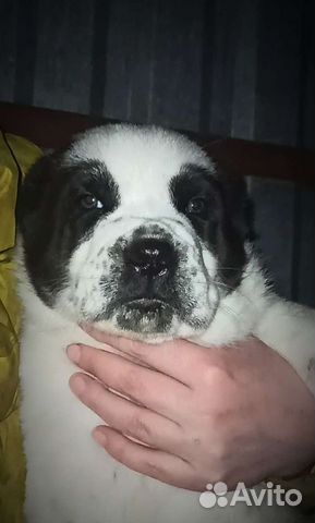 Среднеазиатская овчарка