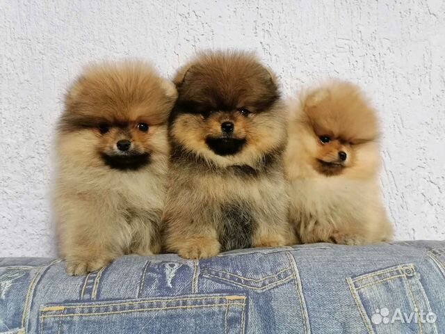 Малышки померашки