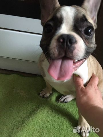 Подрощенные голубогенные щенки французика