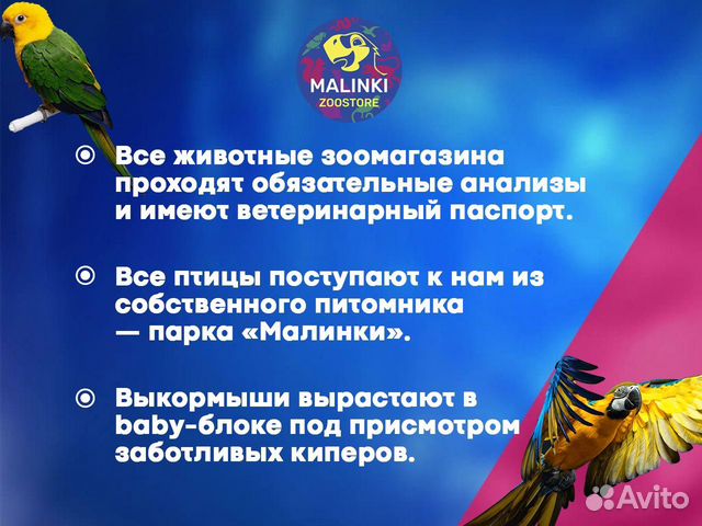 Неразлучник Розовощекий банановый