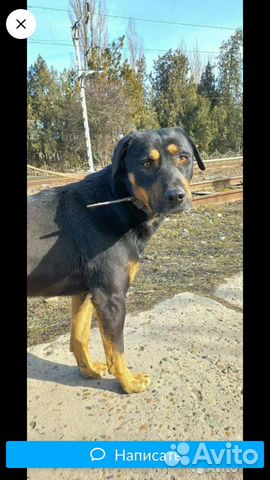 Собака ротвейлер