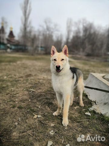 Щенок помесь хаски в ответственные руки