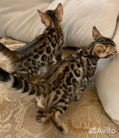 Бенгальские котята