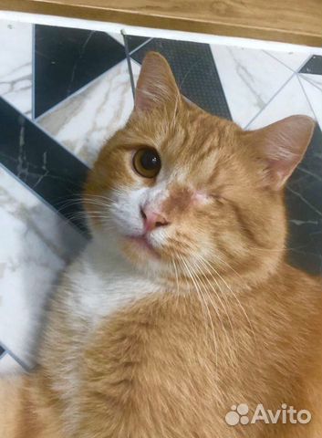 Котик Лео в добрые руки