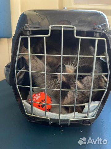 Енот полоскун