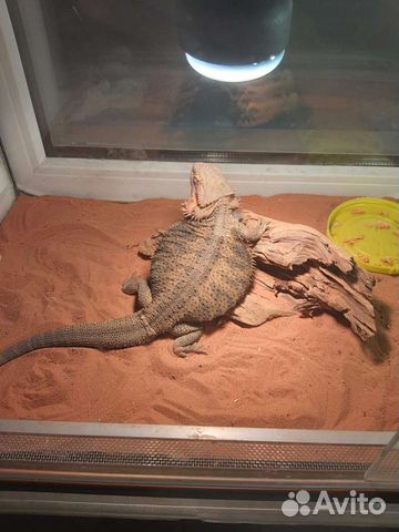 Бородатая агама с террариумом