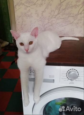 Белоснежный котенок мальчик в дар