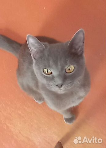 Котенок ищет дом