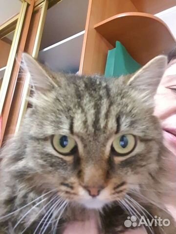 Сибирский кот