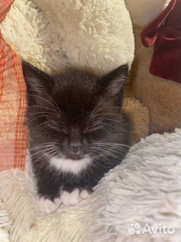 Котёнок