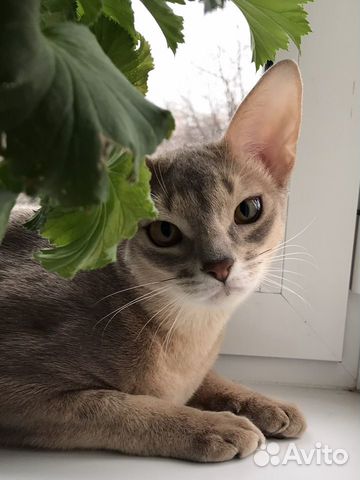 Абиссинский котик