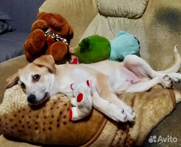 Щенок 3-х месяцев