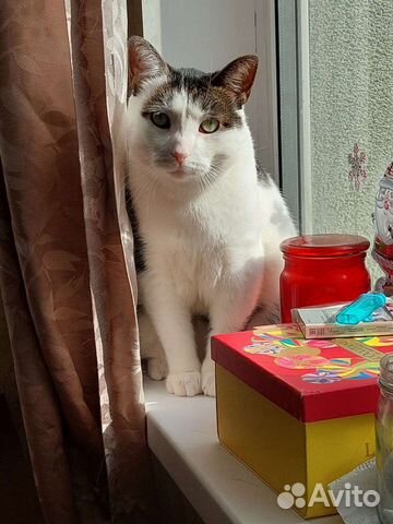 Кот