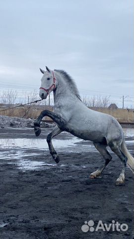 Лошадь