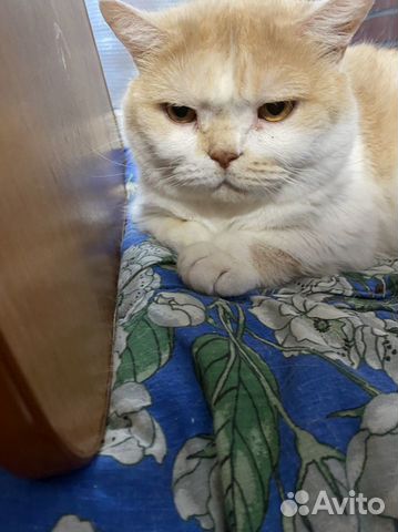 Британский кот