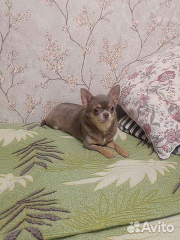 Лиловая чихуахуа