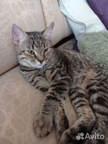 Кот Вася. 5 месяцев